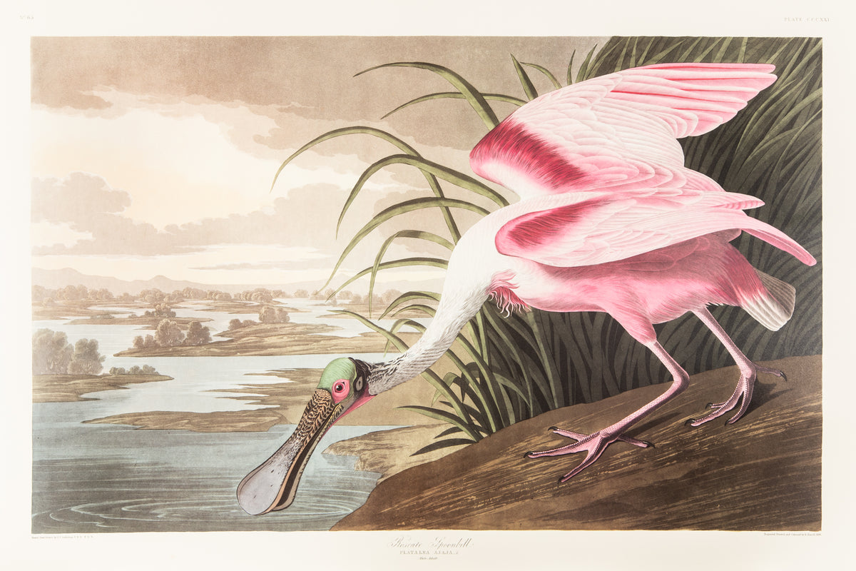 Roseate Spoonbill – All Edges Gilt